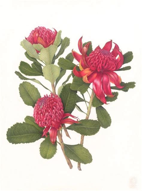 Botanical Art Society Of Australia Melinda Edstein Native