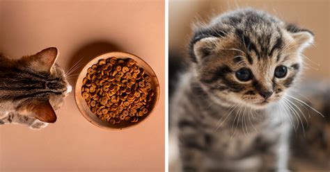 When To Switch From Kitten Food To Adult Cat Food A Vet Guide Bored Panda