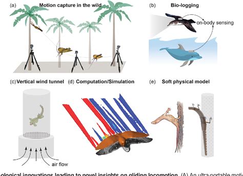 Figure 2 From A Year At The Forefront Of Gliding Locomotion Semantic Scholar