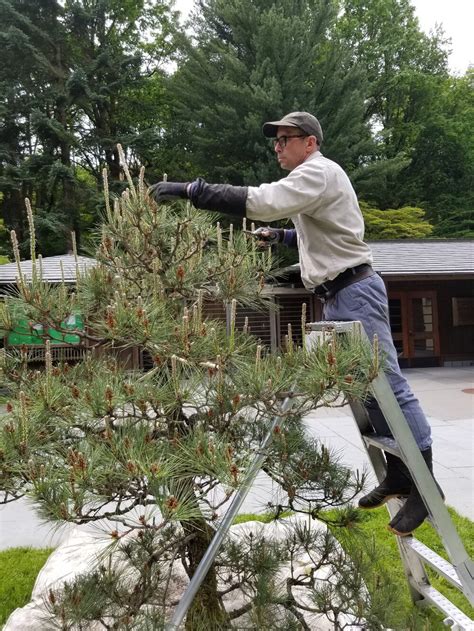 tree shaping