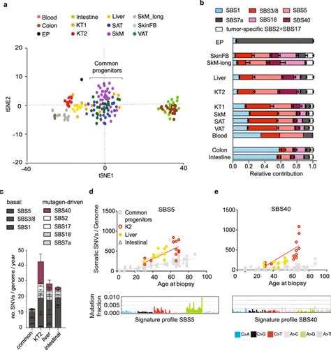 Meta Analysis Of Somatic Mutation Data From Healthy Donors Defines