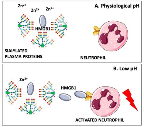 Proposed Model Of Sequestration Of Hmgb1 By Sialoglycoproteins To