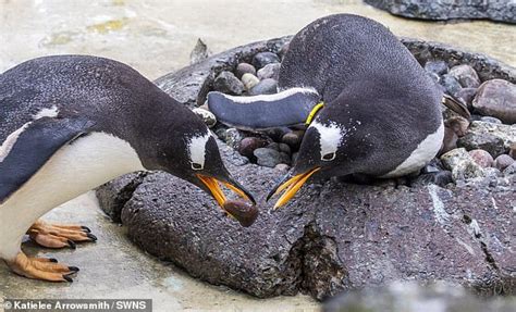Edinburgh Zoos Gentoo Penguins Have Started Building Sex Nests To