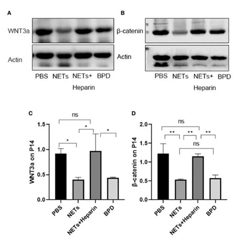 Expression Of Wnt3a And B Catenin A B The Expression Of Wnt3a And