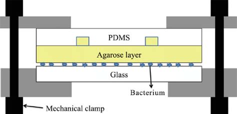 Schematic Drawing Of The Manually Assembled Microfluidic Device Download Scientific Diagram