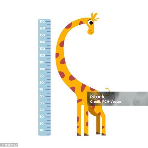 만화 긴 목 기린 벡터 삽화와 높이 눈금자 흰색으로 격리된 귀여운 만화 캐릭터와 함께 아이들의 키를 측정하기 위한 벽 스티커