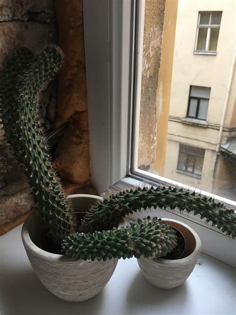 Any Reason Why My Cacti Do This R Cacti