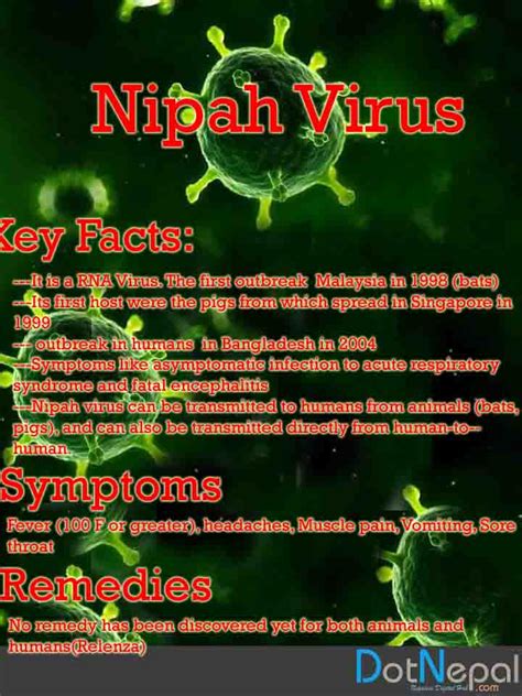 Nipah Virus Outbreak Causes Symptoms Prevention And Remedies