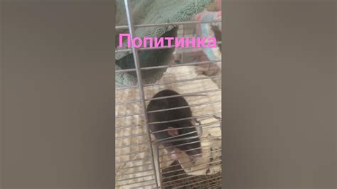 мишки 🐁🐀🐭 Youtube