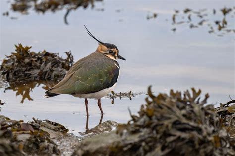 Will Oconnor On Linkedin Lapwing Vanellus Vanellus On The Shannon