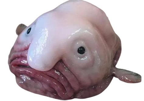 Blob Fish Blank Template Imgflip