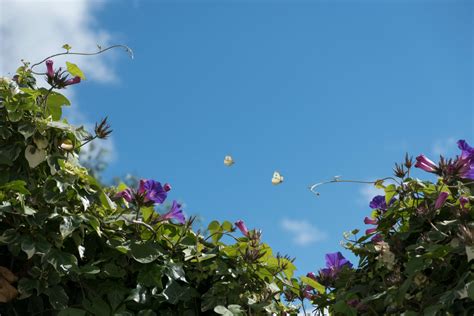 Los Siete Grados De La Conciencia • Lina Muses