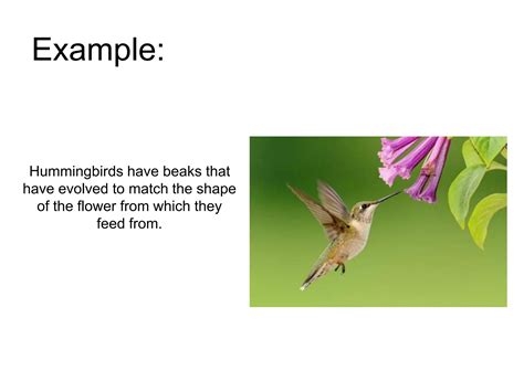 Patterns Of Evolution Slides For Canvas Notes Pptx