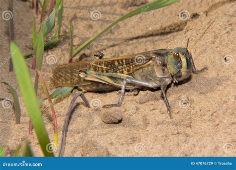 Grasshopper Stock Image Image Of Environment Close 47076729