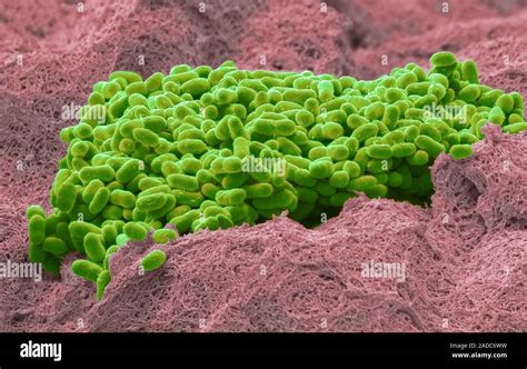 Microbiome Coloured Scanning Electron Micrograph Sem Of Bacteria Cultured From A Fingertip