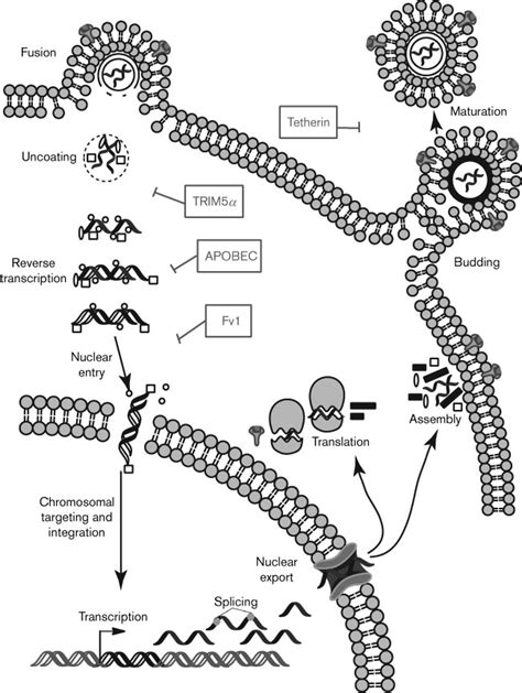 Retrovirus Life Cycle And Targeting By Host Restriction Factors