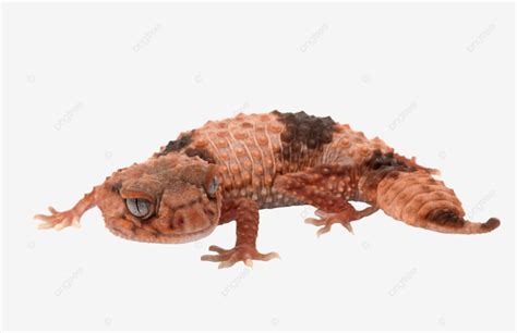 أبو بريص النطاقات ذات الذيل المقبض خلفية بيضاء عين الحيوانات البرية