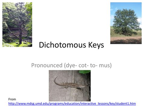 Dichotomous Keys