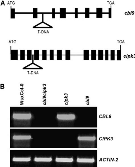 Isolation Of Cbl9cipk3 Double Mutant A Diagrammatic Representation Download Scientific