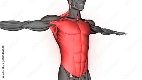Human Body Muscular System Torso Muscles Anatomy Stock Illustration
