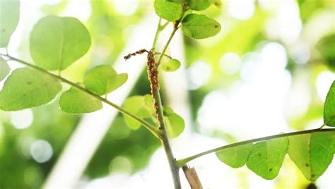 How To Remove Aphids From Houseplants Detailed Guide