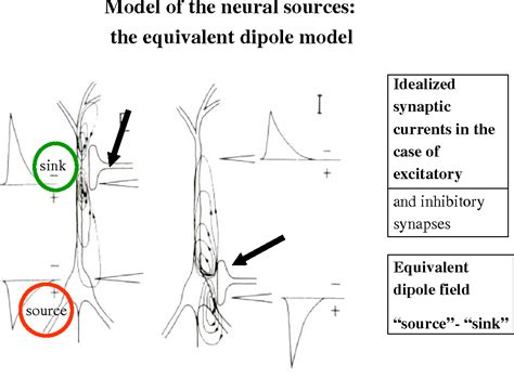 Figure 1 From Functional Localization Of Brain Sources Using Eeg Andor Meg Data Volume