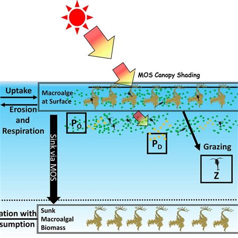 Schematic Illustrating The Biogeochemical Fluxes And Physical Impacts Download Scientific