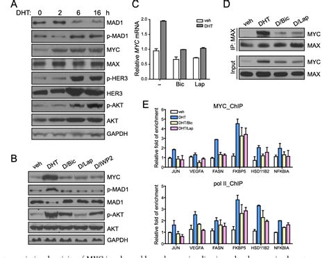Figure 1 From Amplitude Modulation Of Androgen Signaling By C Myc
