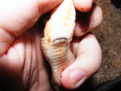 Ball Python Mites Reptifiles Ball Python Health Guide