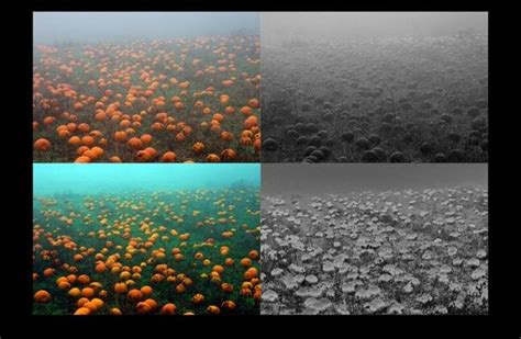 Top L Input R Depth Map Bottom L Output R Depth Map Download