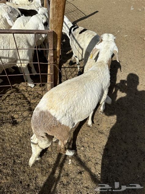 خروف سواكني جذع العمر 8 شهور ممتاز للأضحية وتربية السعودية موقع حراج