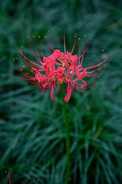 Mais De 20 Imagens Grátis De Lily Spider E Natureza Pixabay