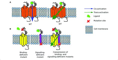 Schematic Representation Of Possible Options For Gpcr Activation A Download Scientific