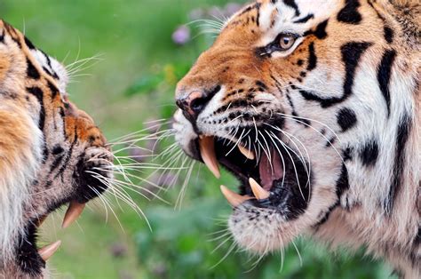 An Argument This Day The Two Tigers Of The Zoo Of Züri Flickr