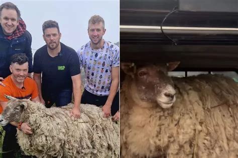 Crocodile Sex Frenzy Triggered By Chinook Helicopters That Sound Like Mating Roar Daily Star