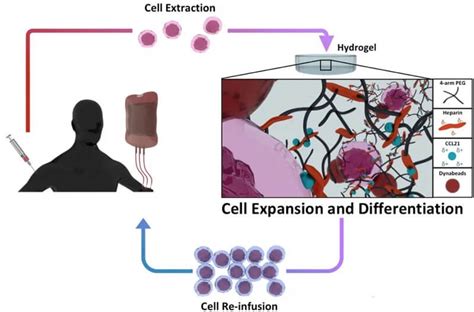Hydrogels Deliver Car T Cells For Solid Tumor Treatment Huateng
