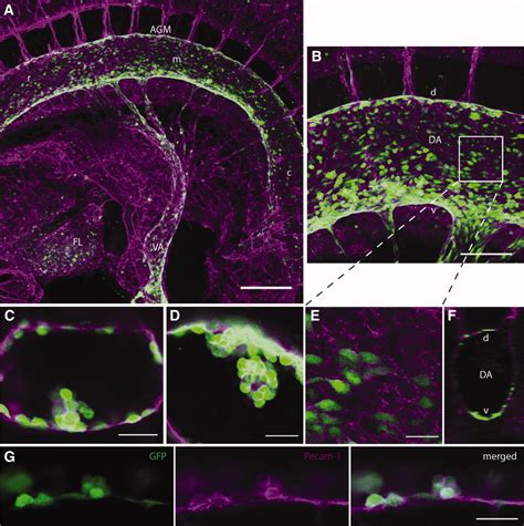 A Runx1 Intronic Enhancer Marks Hemogenic Endothelial Cells And