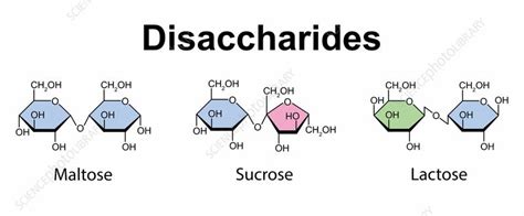 Disaccharides Illustration Stock Image F041 9825 Science Photo Library