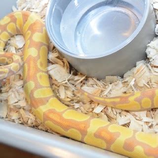 Banana Enchi Ball Python Ball Python Pet Snake Reptiles Pet