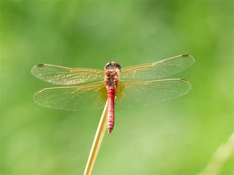 Image Libre Libellule La Faune Insectes été Animaux Nature Arthropode
