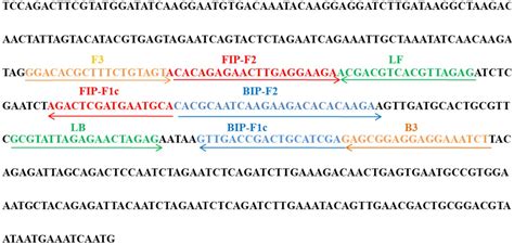 Frontiers Loop Mediated Isothermal Amplification Combined With Lateral Flow Biosensor For
