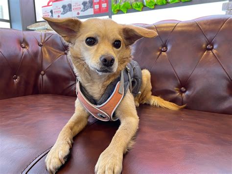 뱅갈고양이 도베르만분양 미니말티즈 스핑크스고양이분양 장모치와와 빠삐용 스핑크스고양이 브리티시숏헤어분양 울산 2021 0197