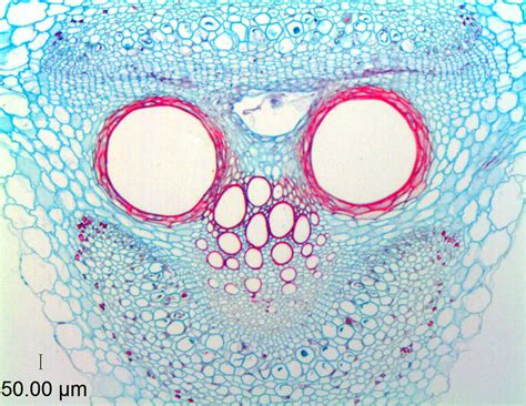 Cucurbita Pepo Cucurbitaceae