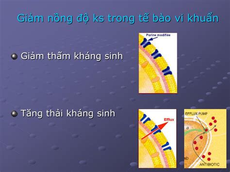 Ppt S Kh Ng Kh Ng Sinh C A Vi Khu N Powerpoint Presentation Id