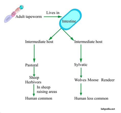 Echinococcus Granulosus Hydatid Disease Hydatid Cyst