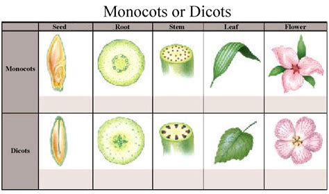 Monocotyledons Clipart Free Cliparts Download Images On Clipground