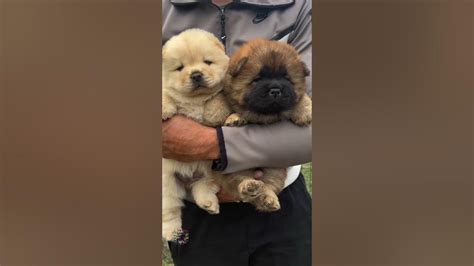 Please Hold Me🥰😍funny Cute Dog Livelaughlove Youtube