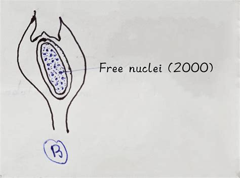 Conifer Morphology Anatomy And Reproduction Types And Characteristics