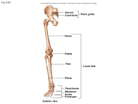 Human Skeleton Upper Limb Upper Limb Anatomy Anatomy