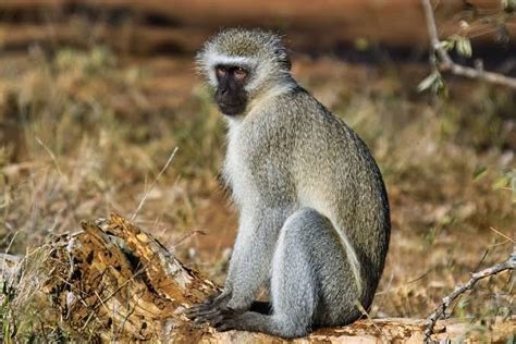 Macaco Vervet Chlorocebus Pygerythrus